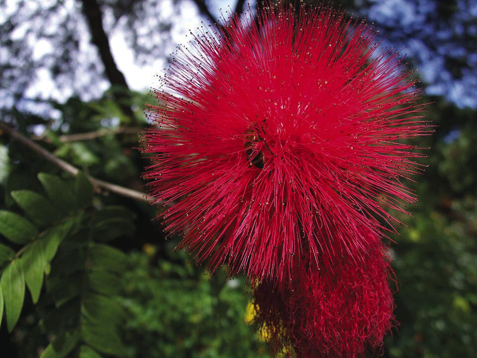 The Powder Puff Bush | The Advance News Journal