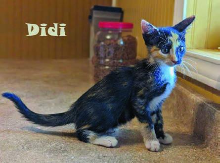 How do you spell cute? | The Advance News Journal