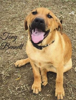 Dog-whisperers needed for Tony Bennett, Lady Gaga | The Advance News ...