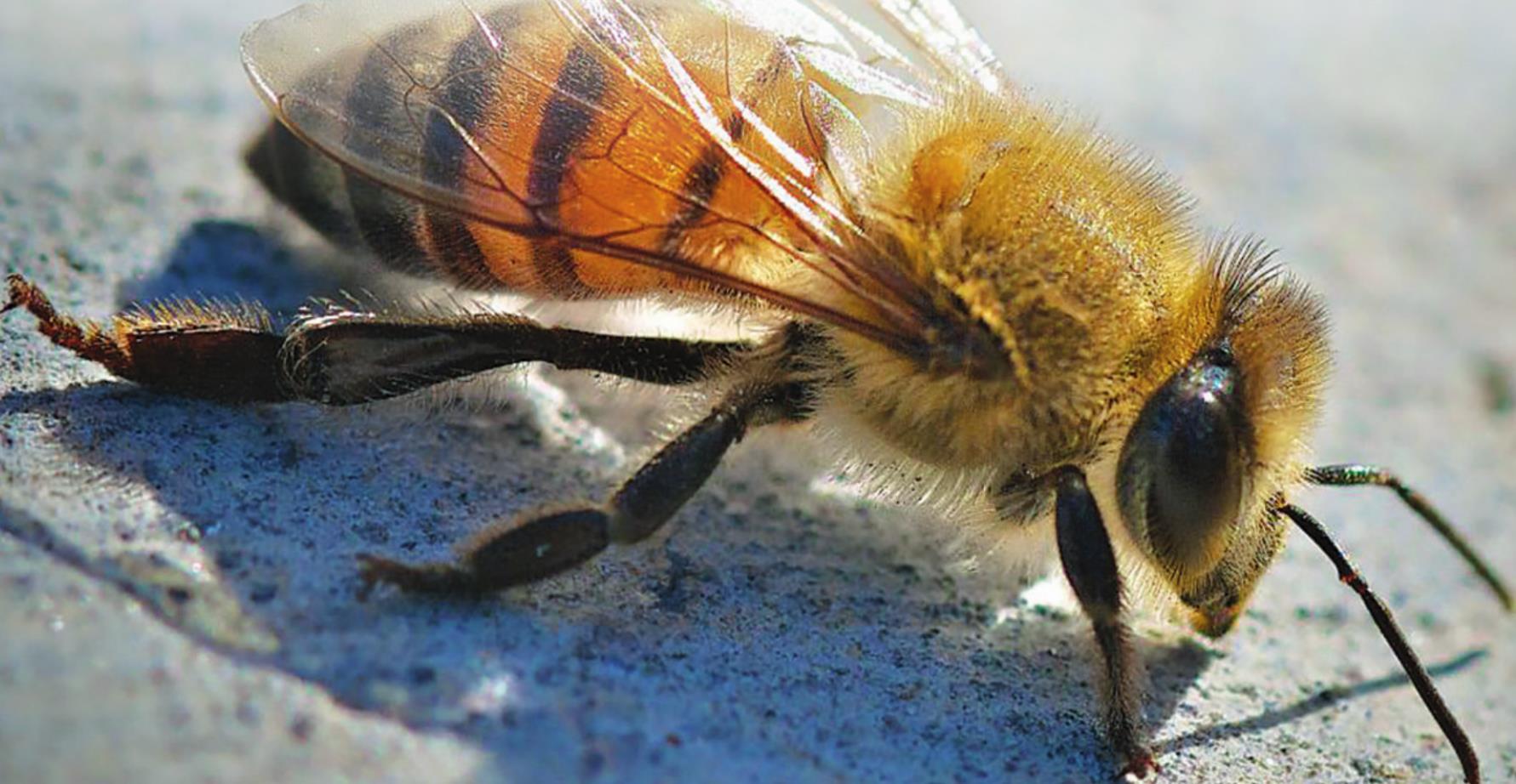 The killer bees in Rio Grande Valley | The Advance News Journal