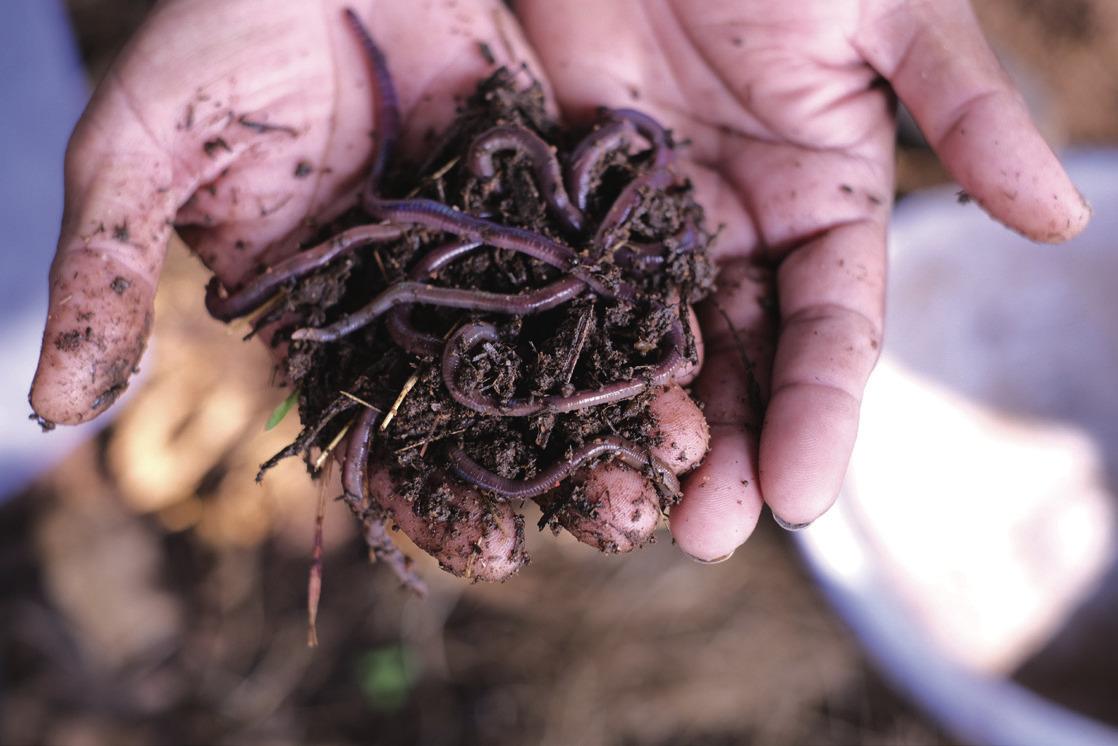 Worms get no respect | The Advance News Journal