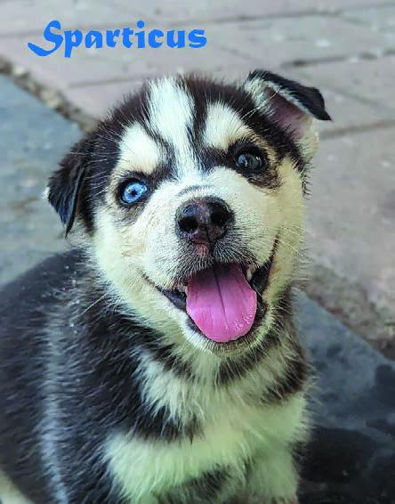How do you spell cute? | The Advance News Journal
