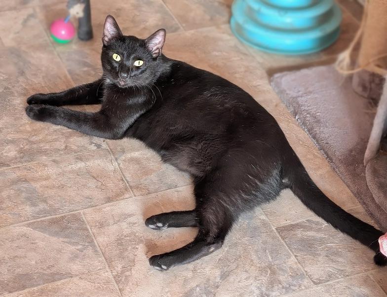 Cinderella Pet Rescue: Can we offer you a darling dog, cuddly cat ...