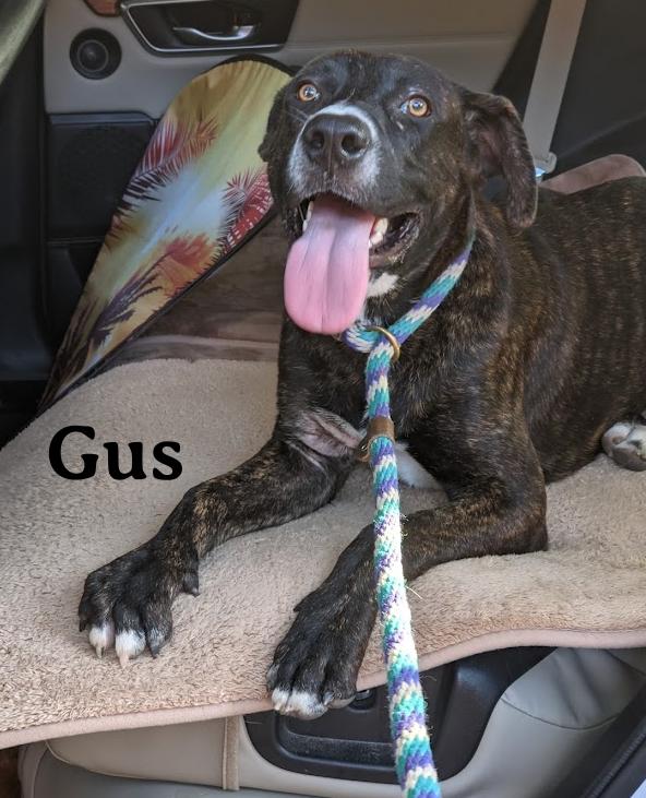 Augustus and Mimi: Cinderella’s Pets of the Week | The Advance News Journal